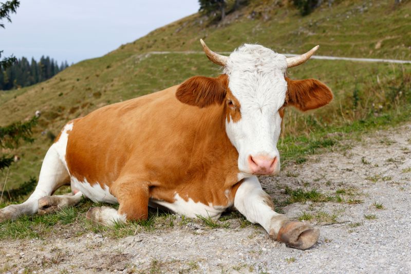 Pansenazidose | LEXA